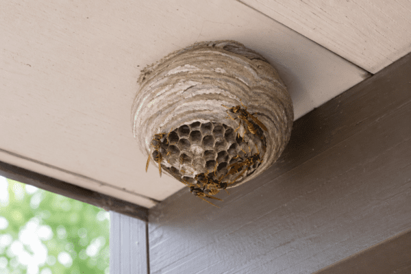 How to Get Rid of Wasps in Phoenix | Alpha Pest Control | Alpha Pest ...